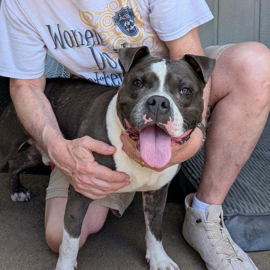 Dog for adoption - Sweet Pea, a Mixed Breed in Hershey, PA | Petfinder