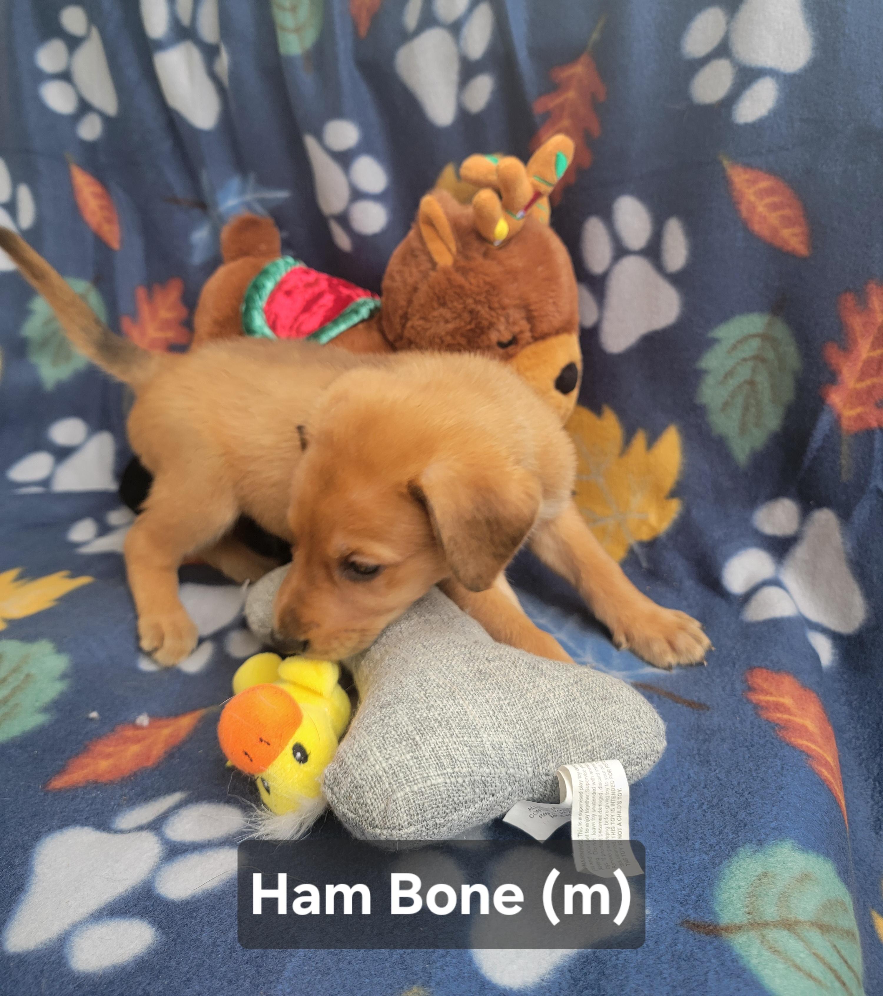Ham Bone - Adoptable Pet | Petfinder | Petfinder
