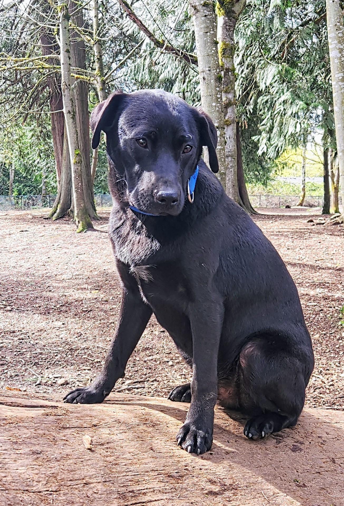 Dog for adoption - Boo - Bear, a Black Labrador Retriever in Tacoma, WA ...