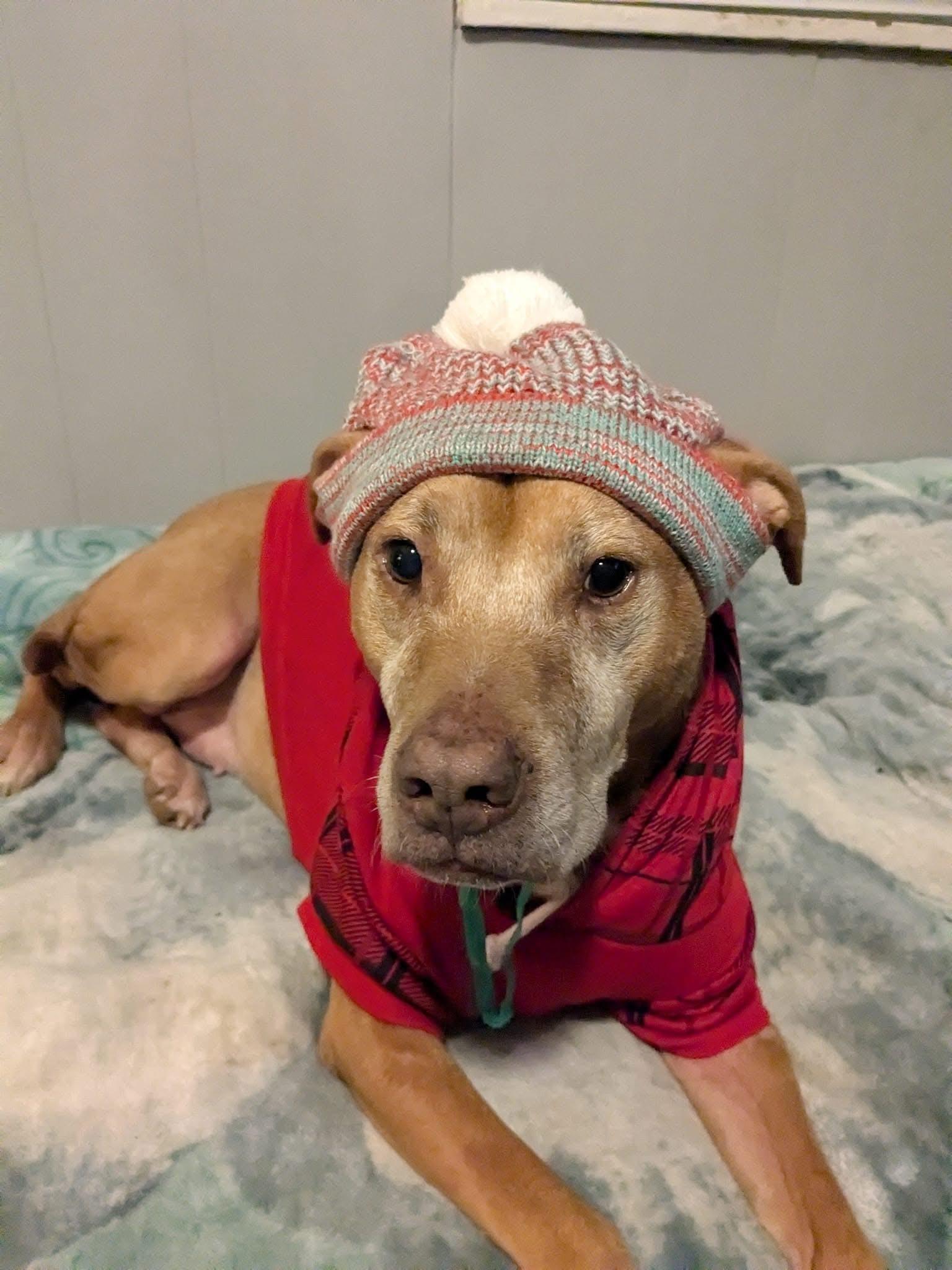 Dog for adoption - Hero, a Pit Bull Terrier Mix in Elizabethtown, PA ...