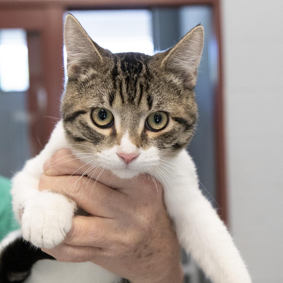 Cat for adoption - Rian, a Domestic Short Hair in Slidell, LA | Petfinder