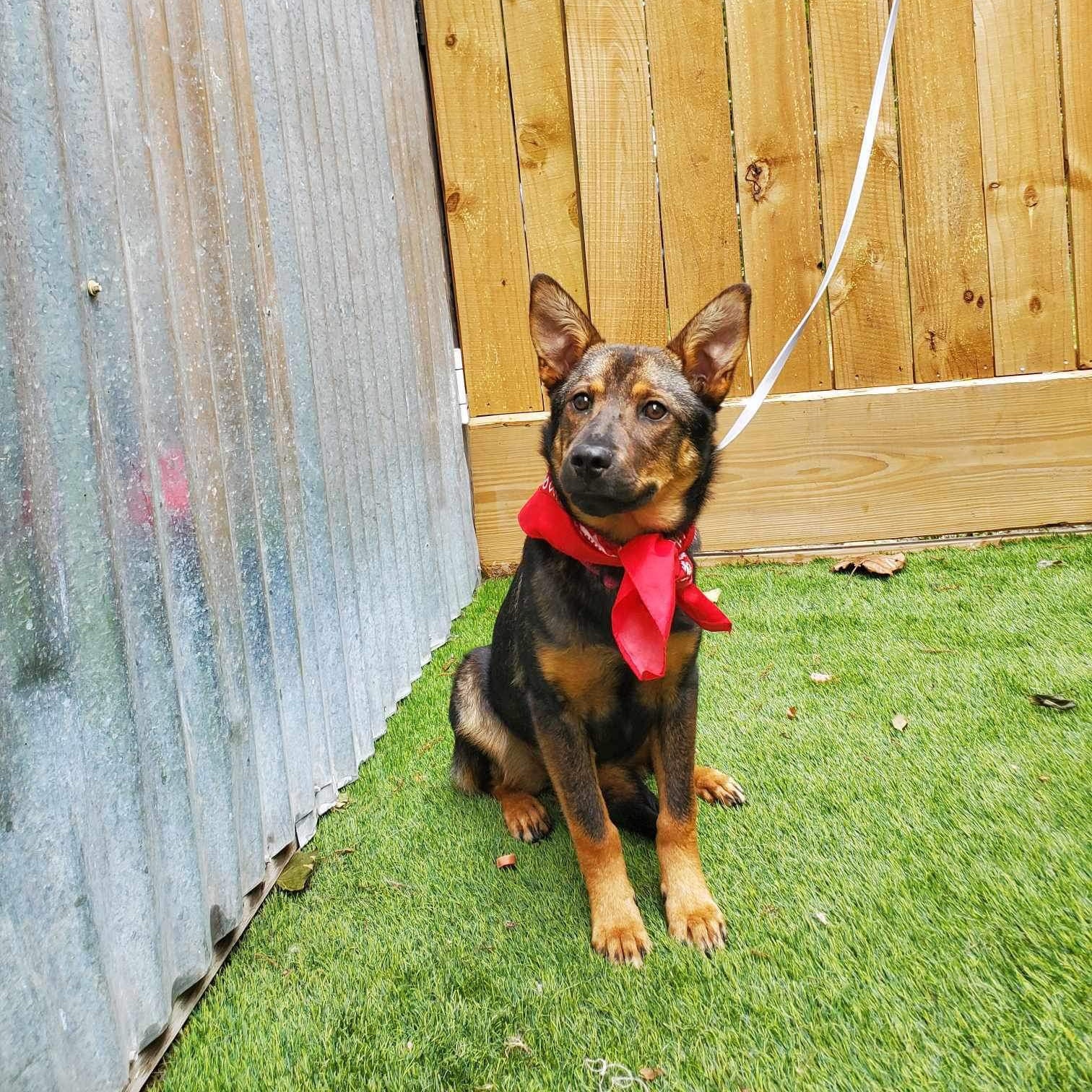 Dog for adoption - Diamond, a German Shepherd Dog in Abbotsford, BC ...