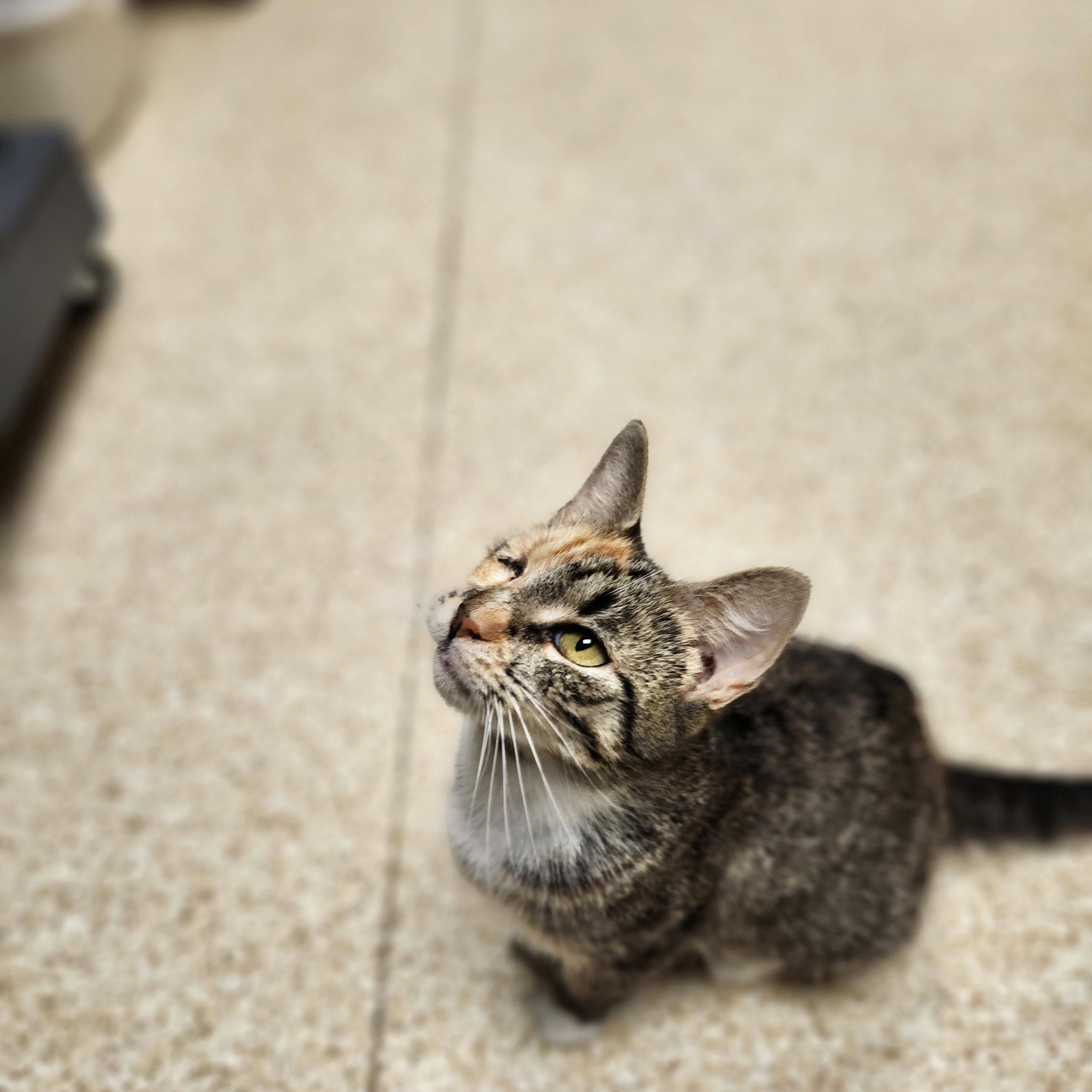 Skyler - Adoptable Pet | Petfinder | Petfinder