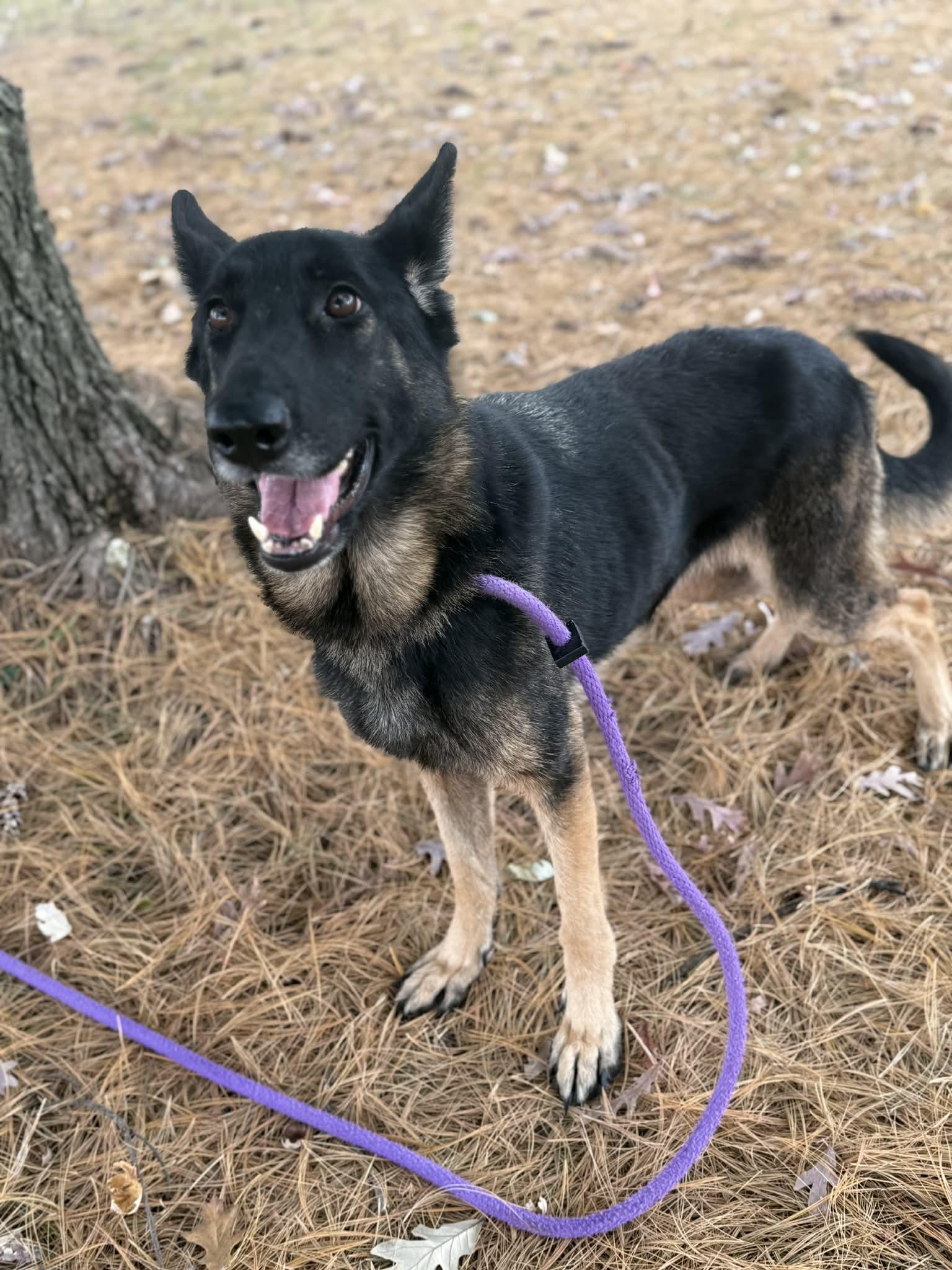Noel (in a FOSTER home) - Adoptable Pet | Petfinder | Petfinder