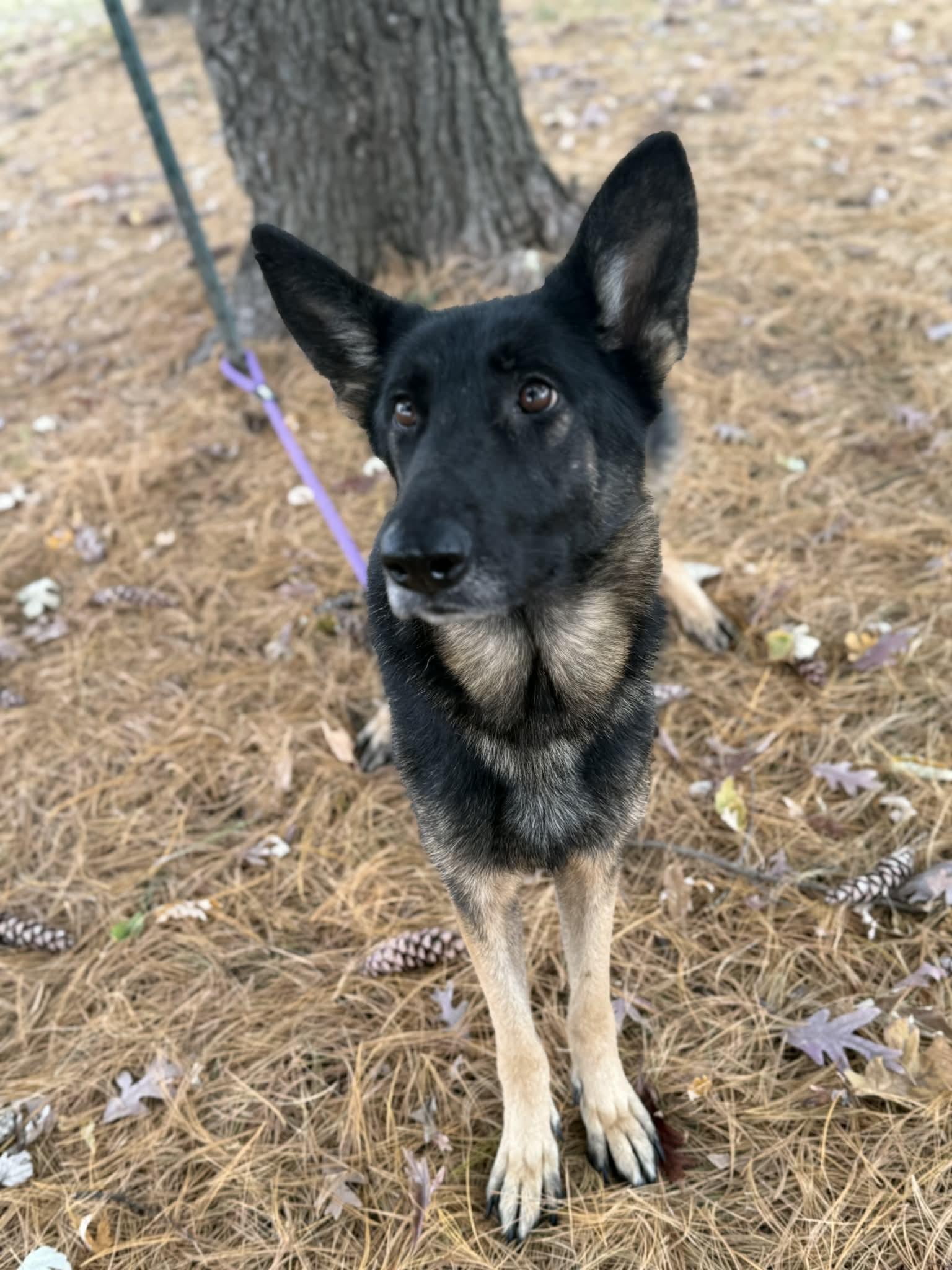 Noel (in a FOSTER home) - Adoptable Pet | Petfinder | Petfinder