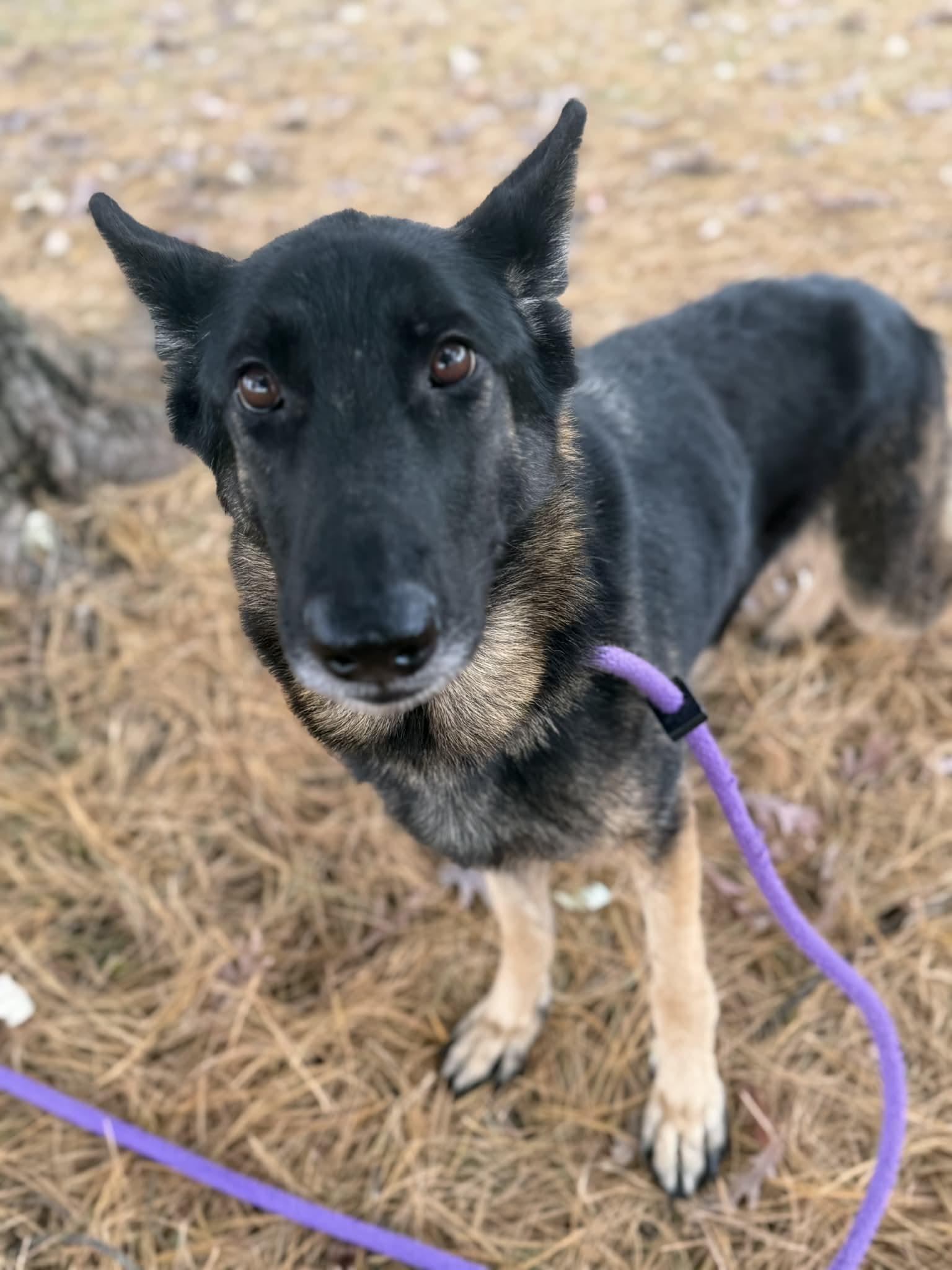 Noel (in a FOSTER home) - Adoptable Pet | Petfinder | Petfinder