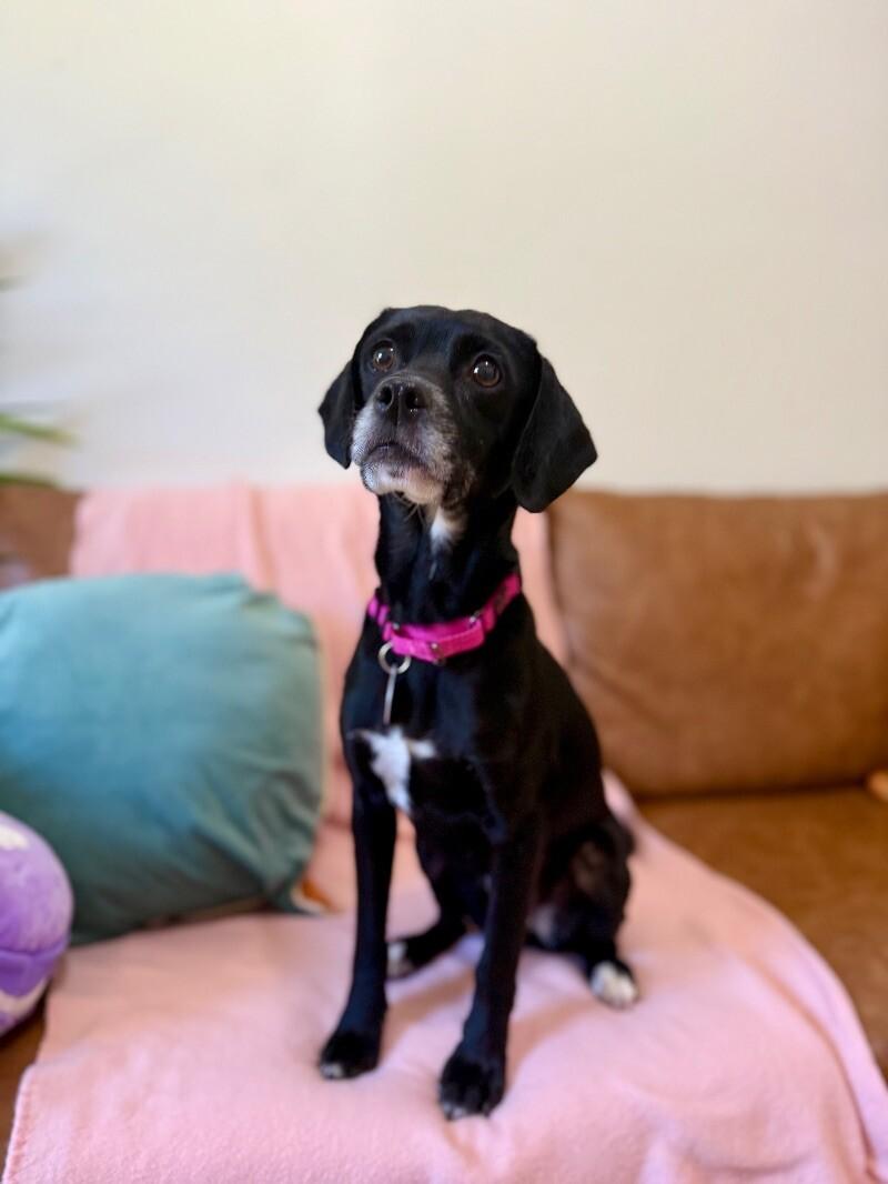Dog for adoption - Lisa Lou, a Beagle & Black Labrador Retriever Mix in ...