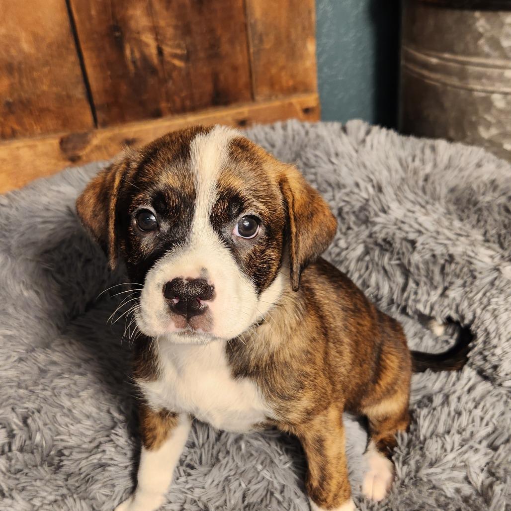 Dog for adoption - Arlo JuM/AL, a Boxer & Australian Shepherd Mix in ...
