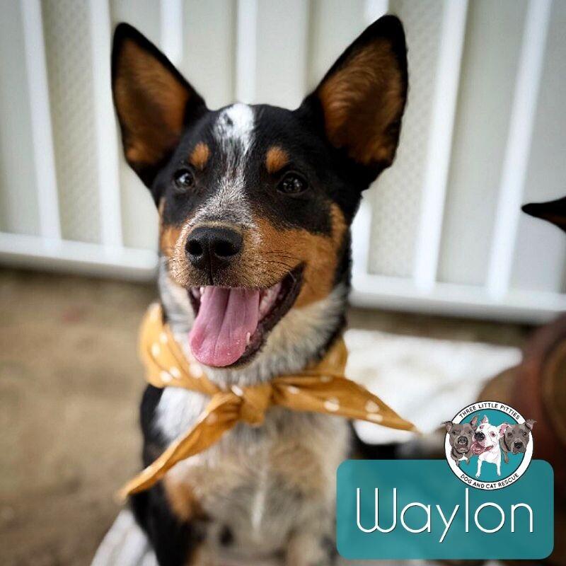 Dog for adoption - Waylon Cowboy Olsen, a Corgi & Australian Shepherd Mix in Montreal, QC ...