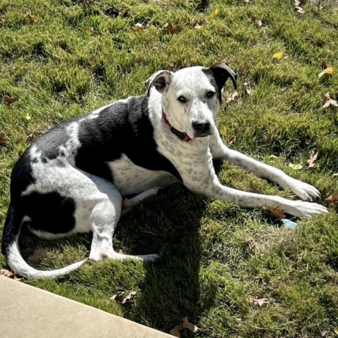 Dog for adoption - Lady, a Pointer Mix in St. Louis, MO | Petfinder