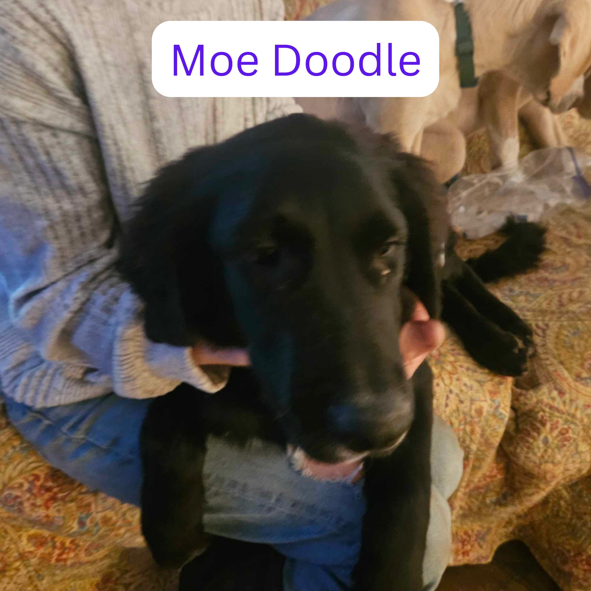Dog for adoption - Moe Doodle, a Labradoodle in Aulac, NB | Petfinder