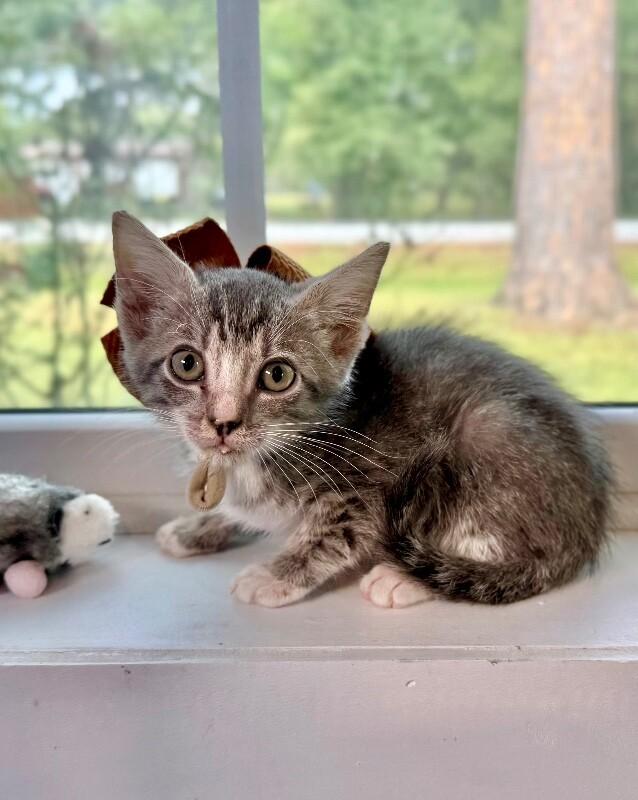 Cat for adoption - Otter Wild, a Domestic Short Hair Mix in Austin, TX ...