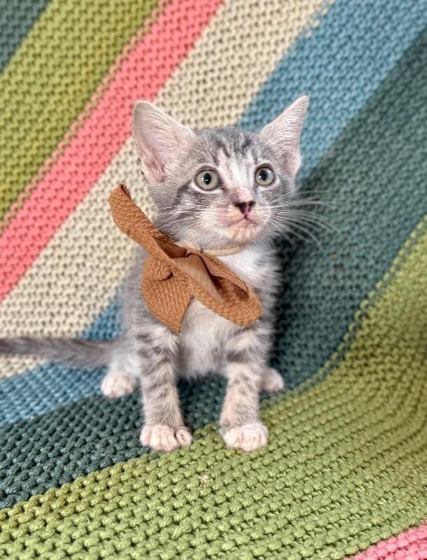 Cat for adoption - Otter Wild, a Domestic Short Hair Mix in Austin, TX ...