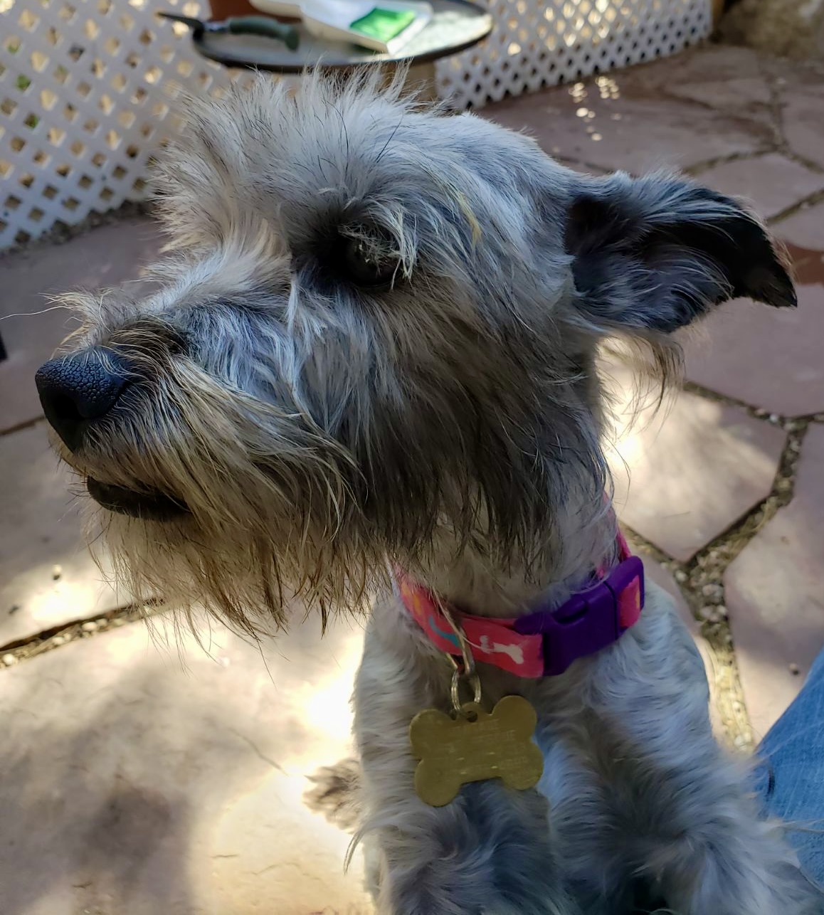 Adoptable Dogs – Colorado Mini Schnauzer Rescue