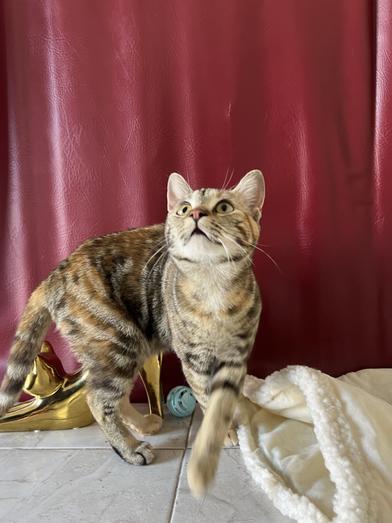 Cat for adoption - Luna, a Domestic Short Hair & Torbie Mix in LATHAM ...