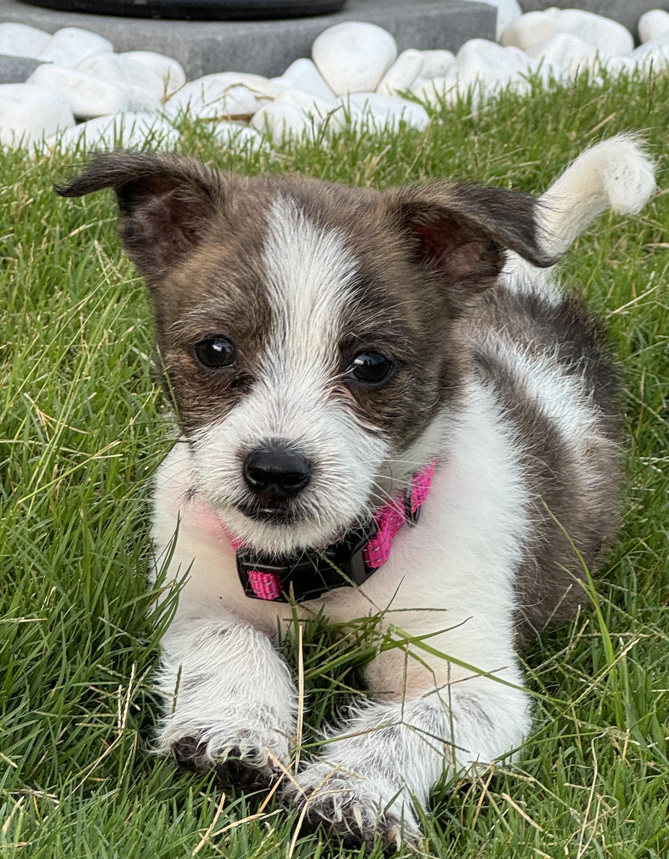 Dog for adoption - RUPERT, a Rat Terrier & Lhasa Apso Mix in Fuquay ...