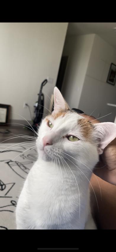 Cat for adoption - Queen Marie Antoinette, a Calico & Domestic Short ...