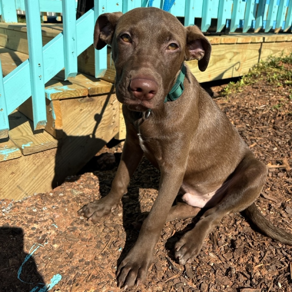 Dog for adoption - Radar, a Labrador Retriever Mix in Washington, DC ...