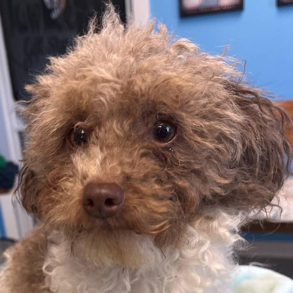 Dog for adoption - Abby, a Pomeranian & Cockapoo Mix in Robinson, IL ...