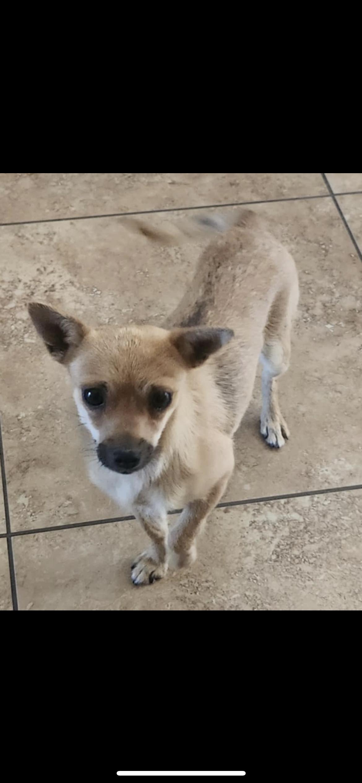 Dog for adoption - Frannie, a Chihuahua Mix in Hamden, CT | Petfinder