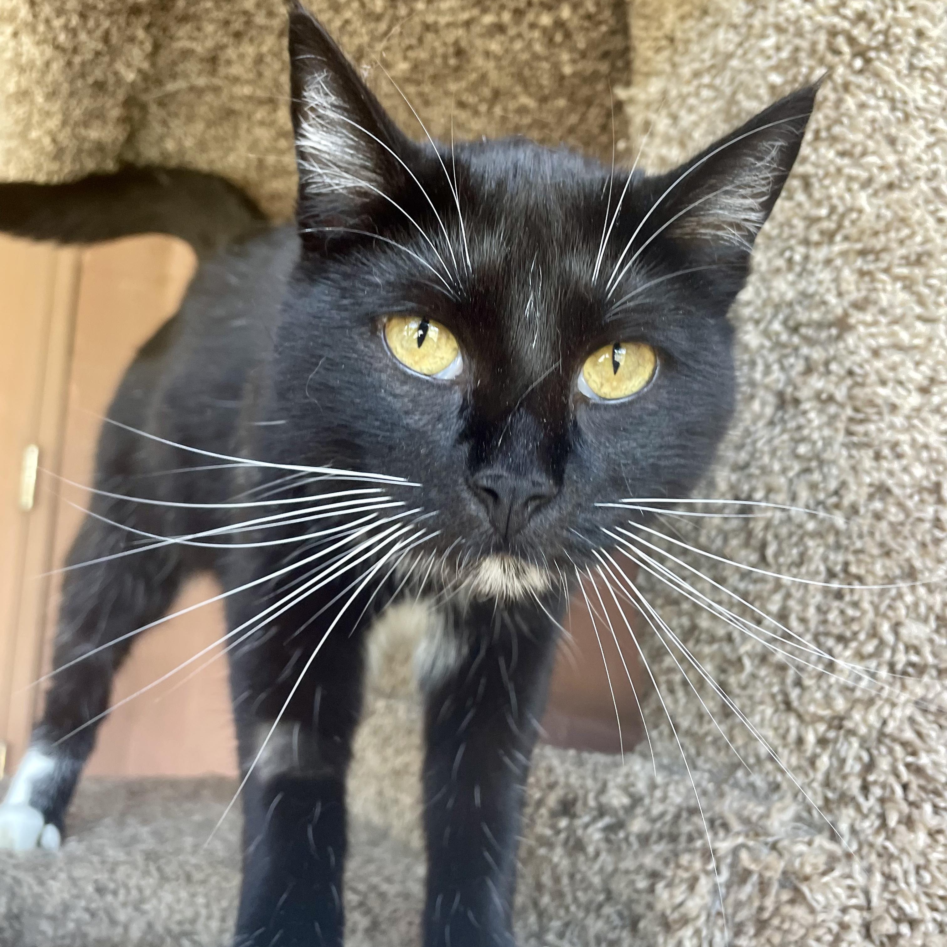 Cat for adoption - Rockstar, a Domestic Short Hair in Portage, WI | Petfinder