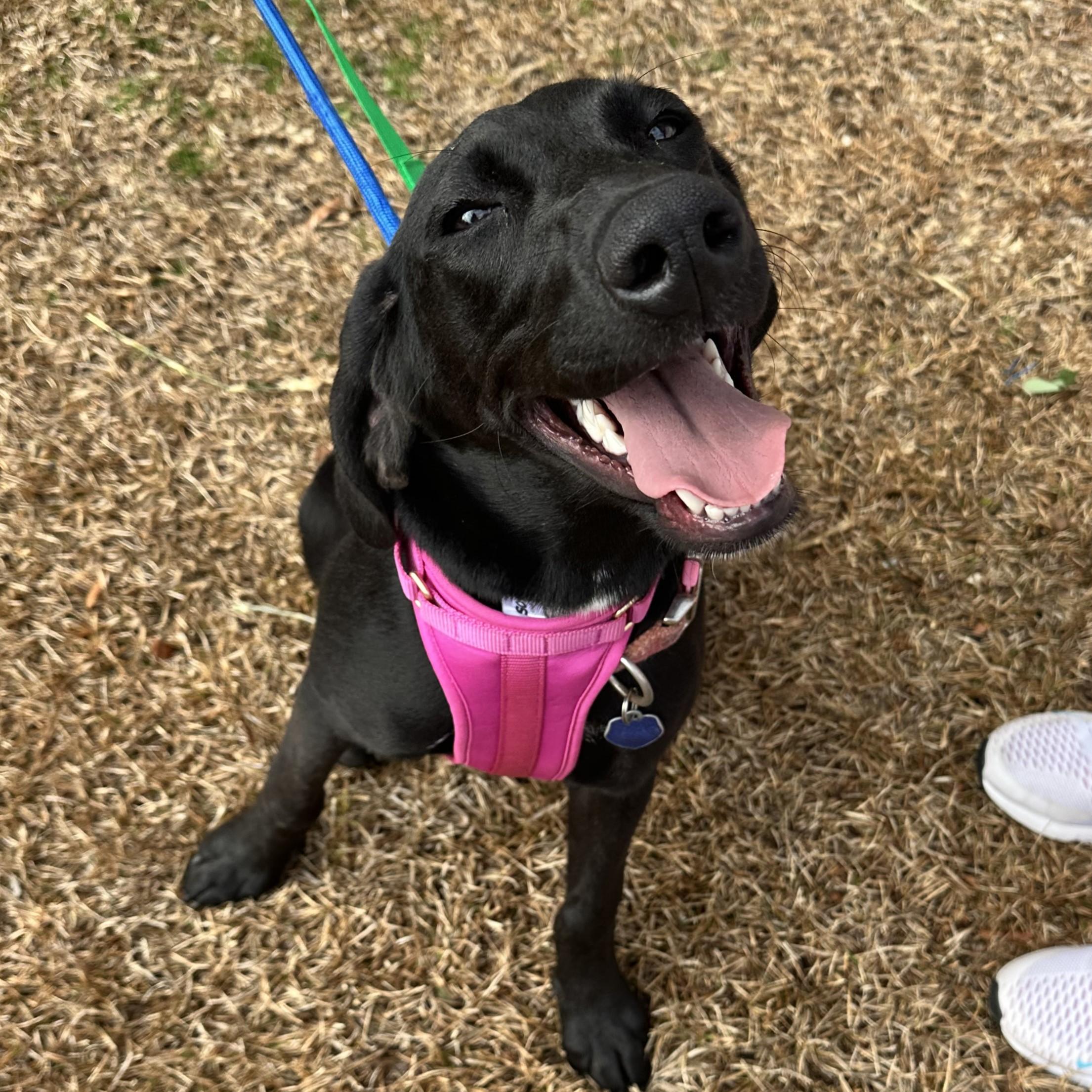 Dog for adoption - Meredith, a Bloodhound & Labrador Retriever Mix in ...