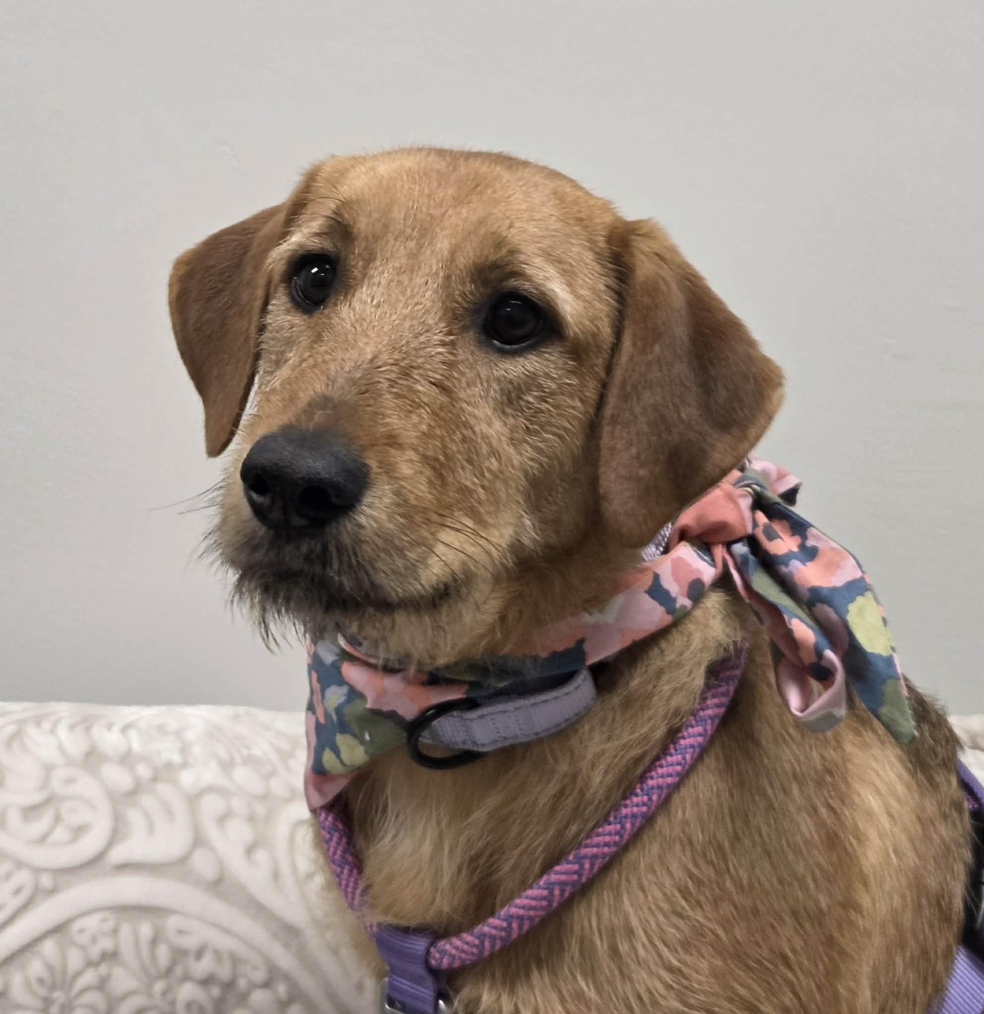 Jasmine the wiry terrier mix - Adoptable Pet | Petfinder | Petfinder