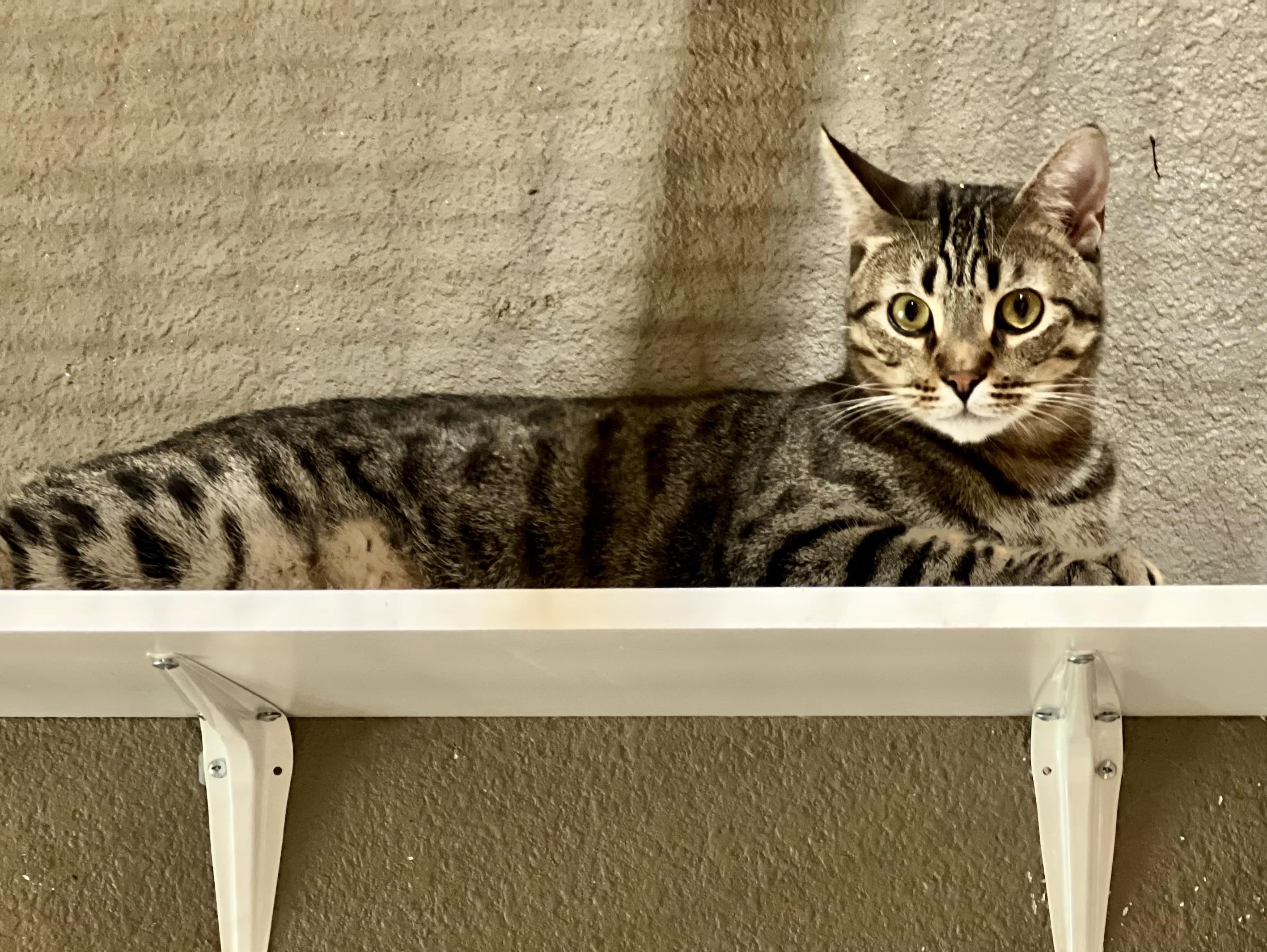 Cat for adoption - Jungle Bob, a Bengal in Pomona, CA | Petfinder