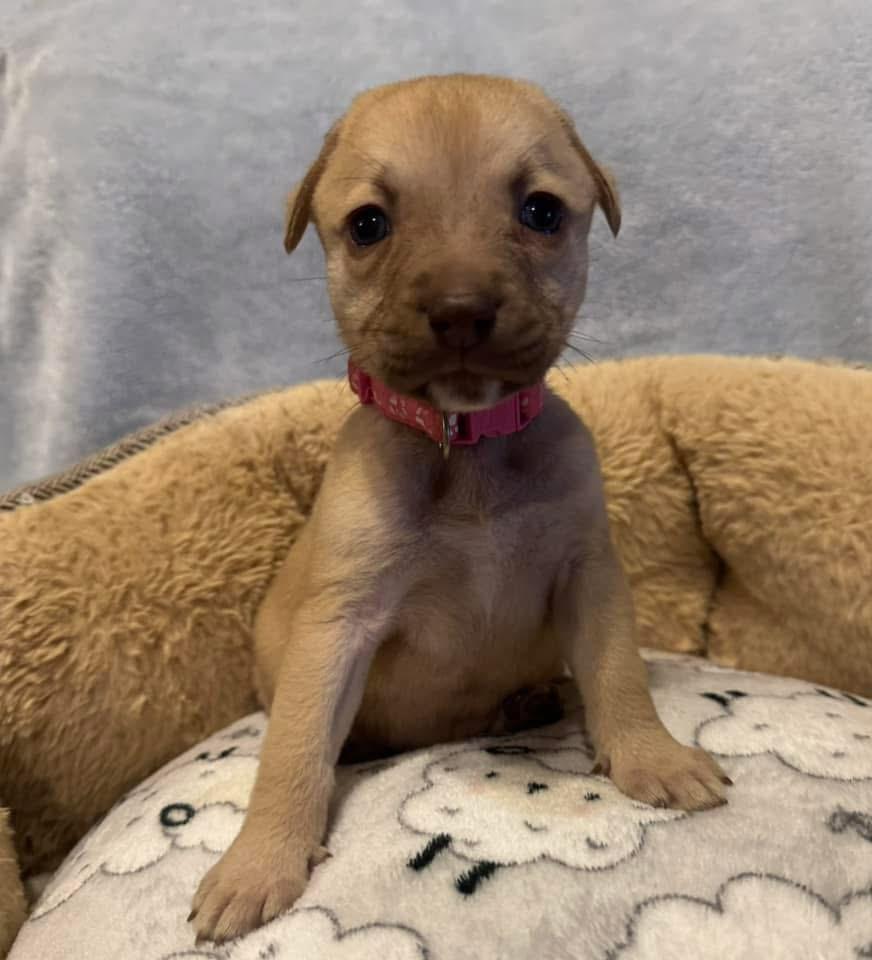 Dog for adoption - Eclair, a Labrador Retriever in Walker, LA | Petfinder