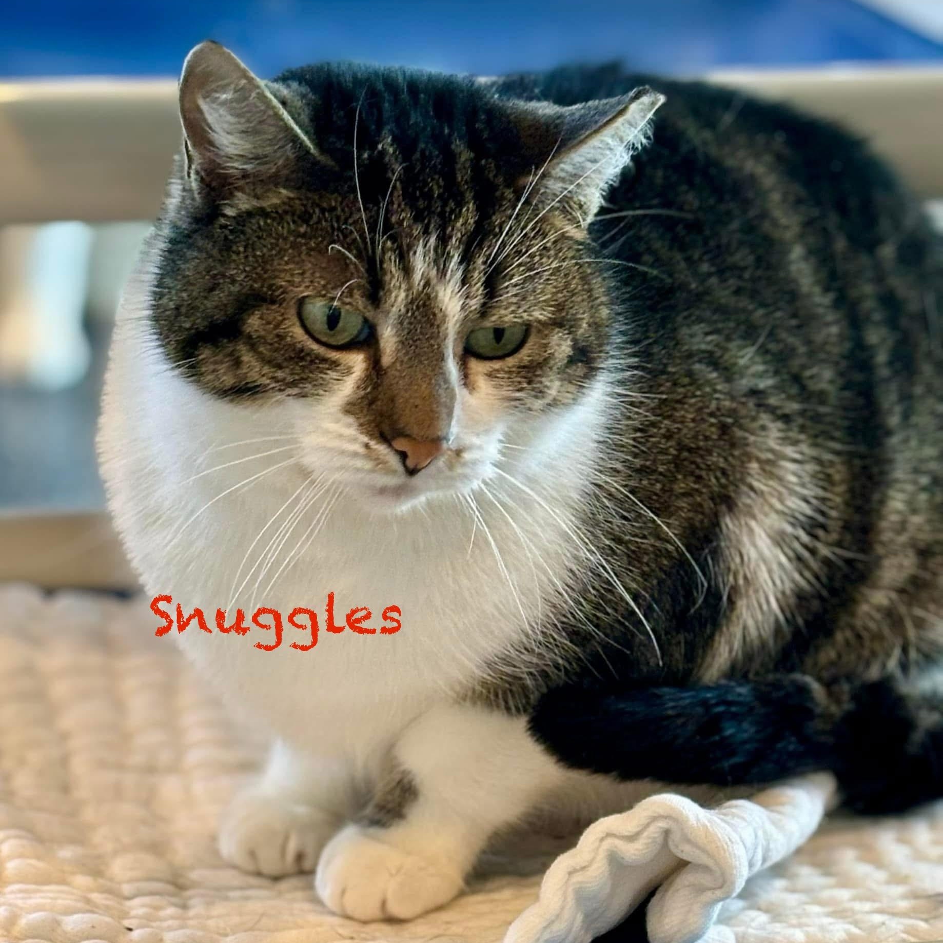 Cat for adoption - Snuggles, a Tabby & Domestic Short Hair Mix in Palatine, IL | Petfinder