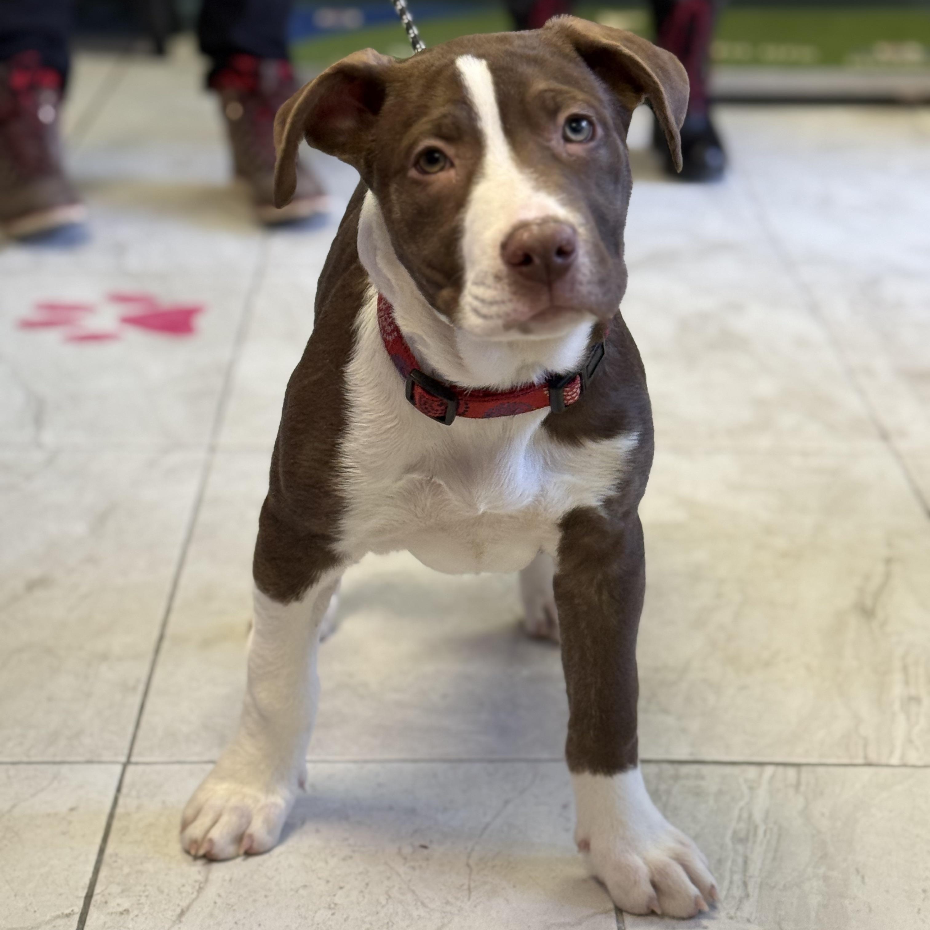 Muffett - Adoptable Pet | Petfinder | Petfinder