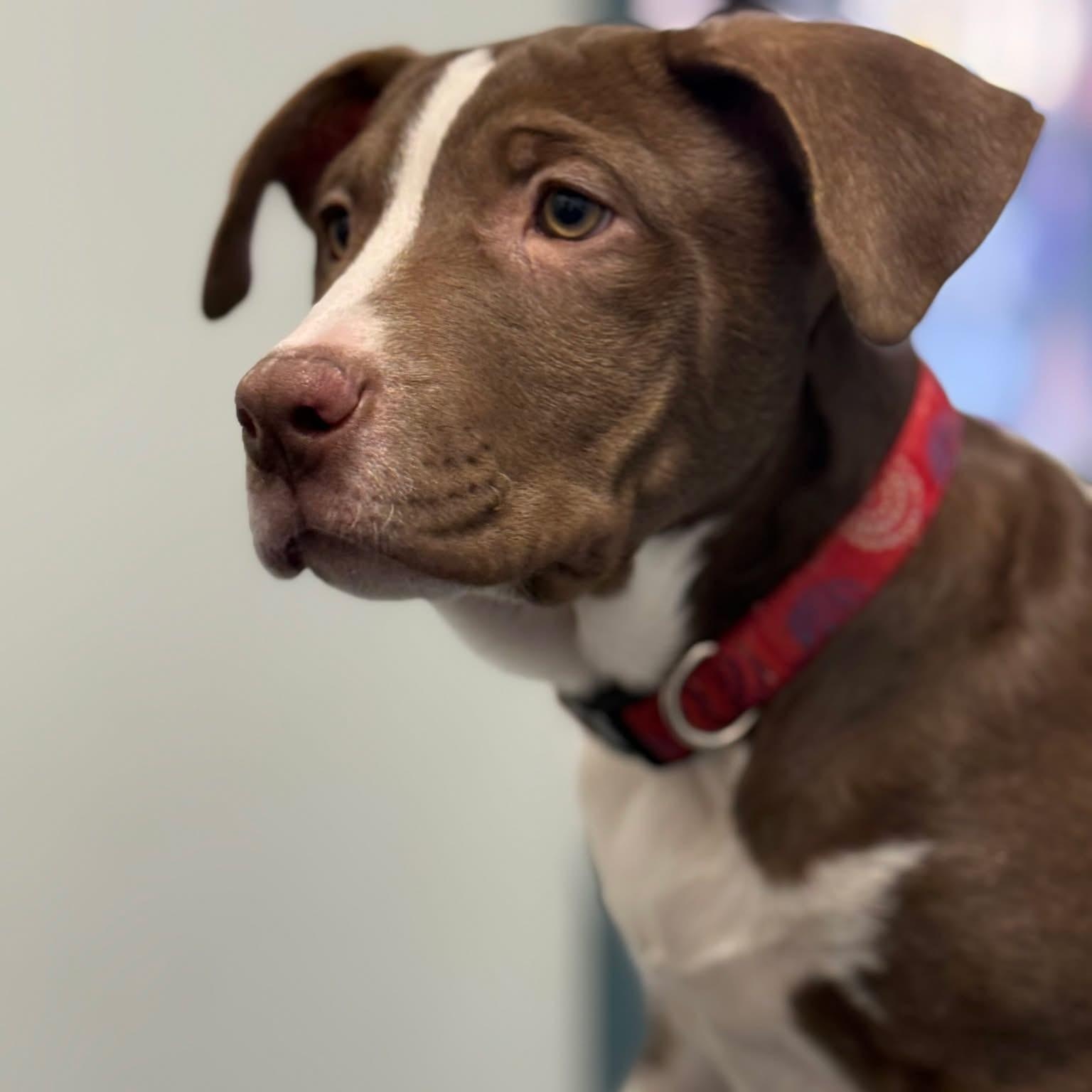 Muffett - Adoptable Pet | Petfinder | Petfinder