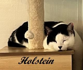 Cat for adoption - Holstein (Handsome, sweet boy at The Kitten Around ...