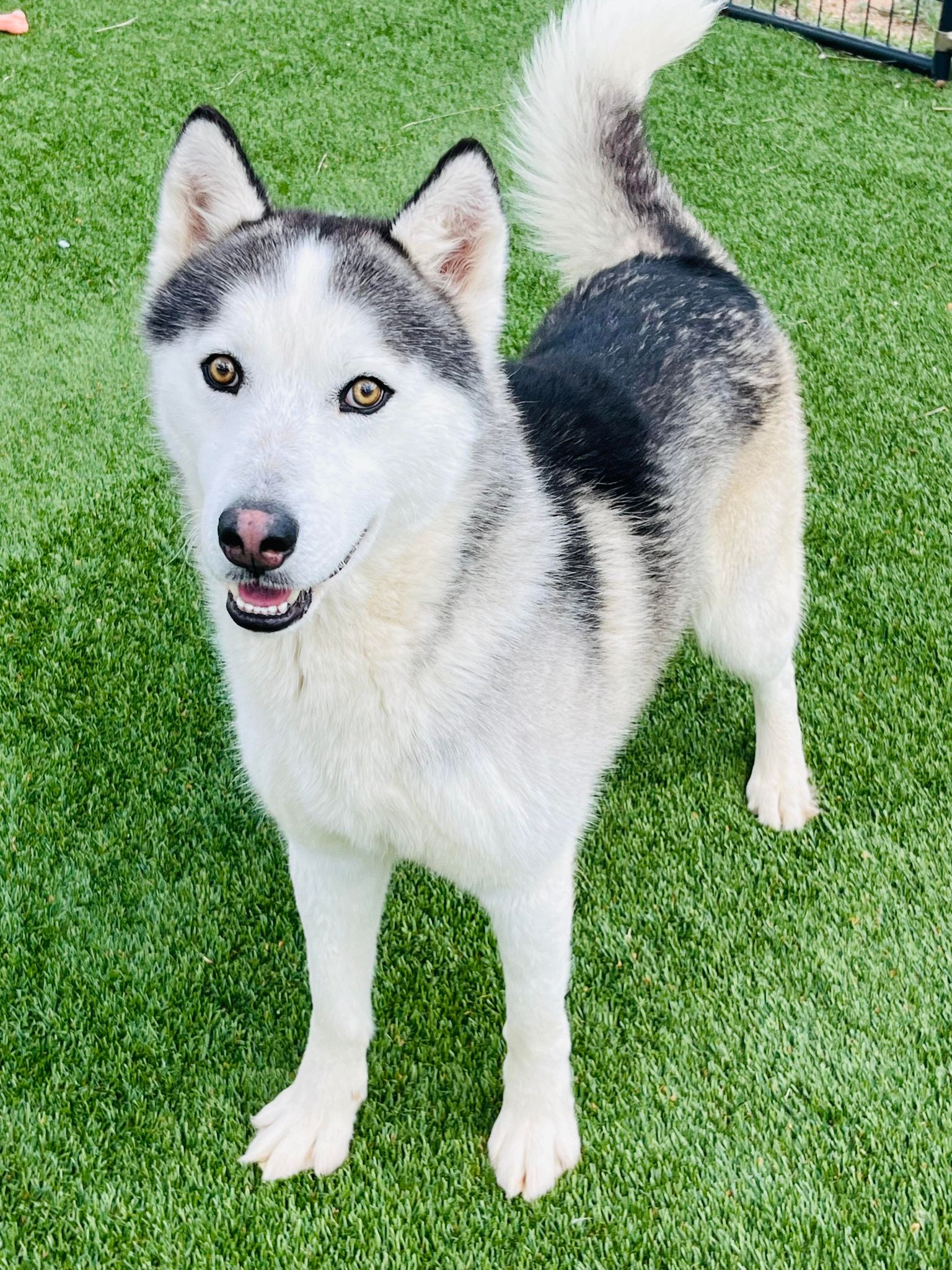 Dog for adoption - Hamilton, a Husky Mix in Spokane, WA | Petfinder