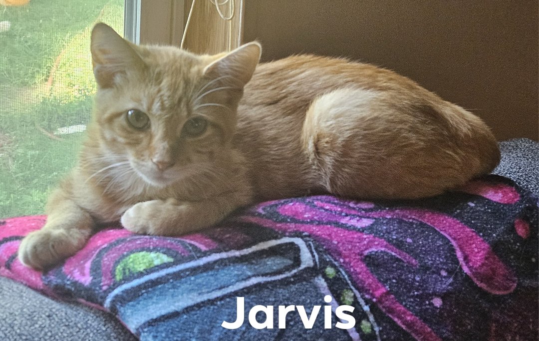 Cat for adoption - Jarvis, a Domestic Short Hair in Cosby, TN | Petfinder