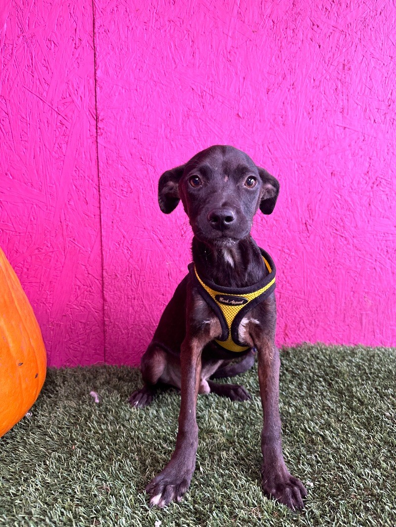 Dog for adoption - Nano, a Black Labrador Retriever & Rat Terrier Mix ...