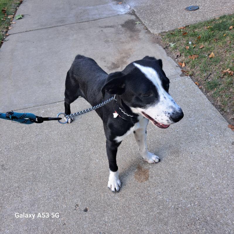 Dog for adoption - Atlanta, a Border Collie Mix in Parma, OH | Petfinder