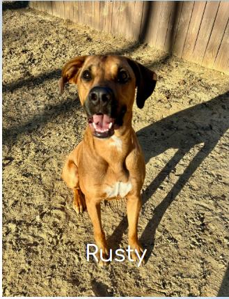 Dog for adoption - Rusty, a Black Mouth Cur & Labrador Retriever Mix in ...