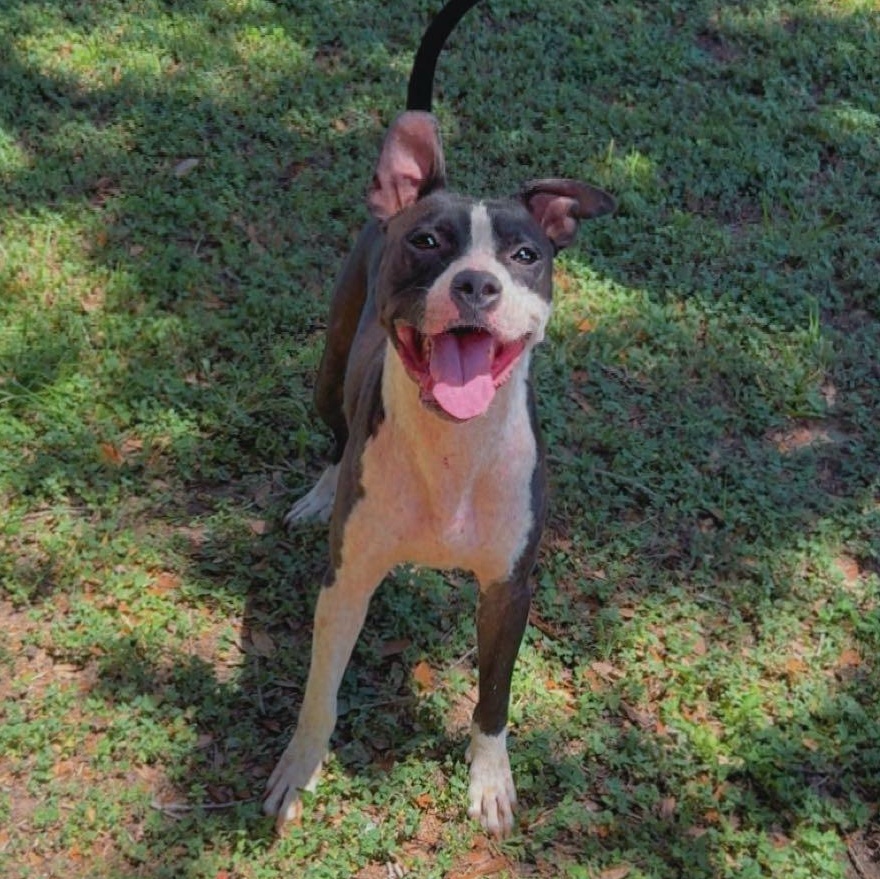 Dog for adoption - Jonas, a Boxer Mix in Billings, MT | Petfinder