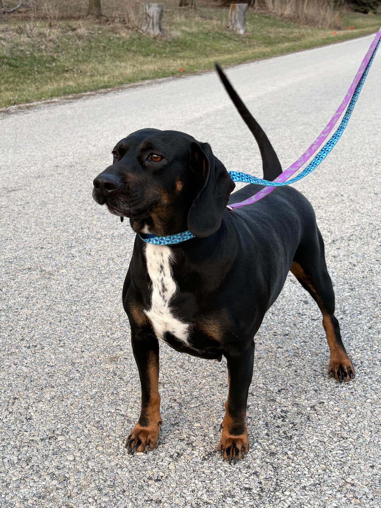 Dog for adoption - Mitzie Melinda Jones, a Beagle & Hound Mix in Fort Wayne, IN | Petfinder