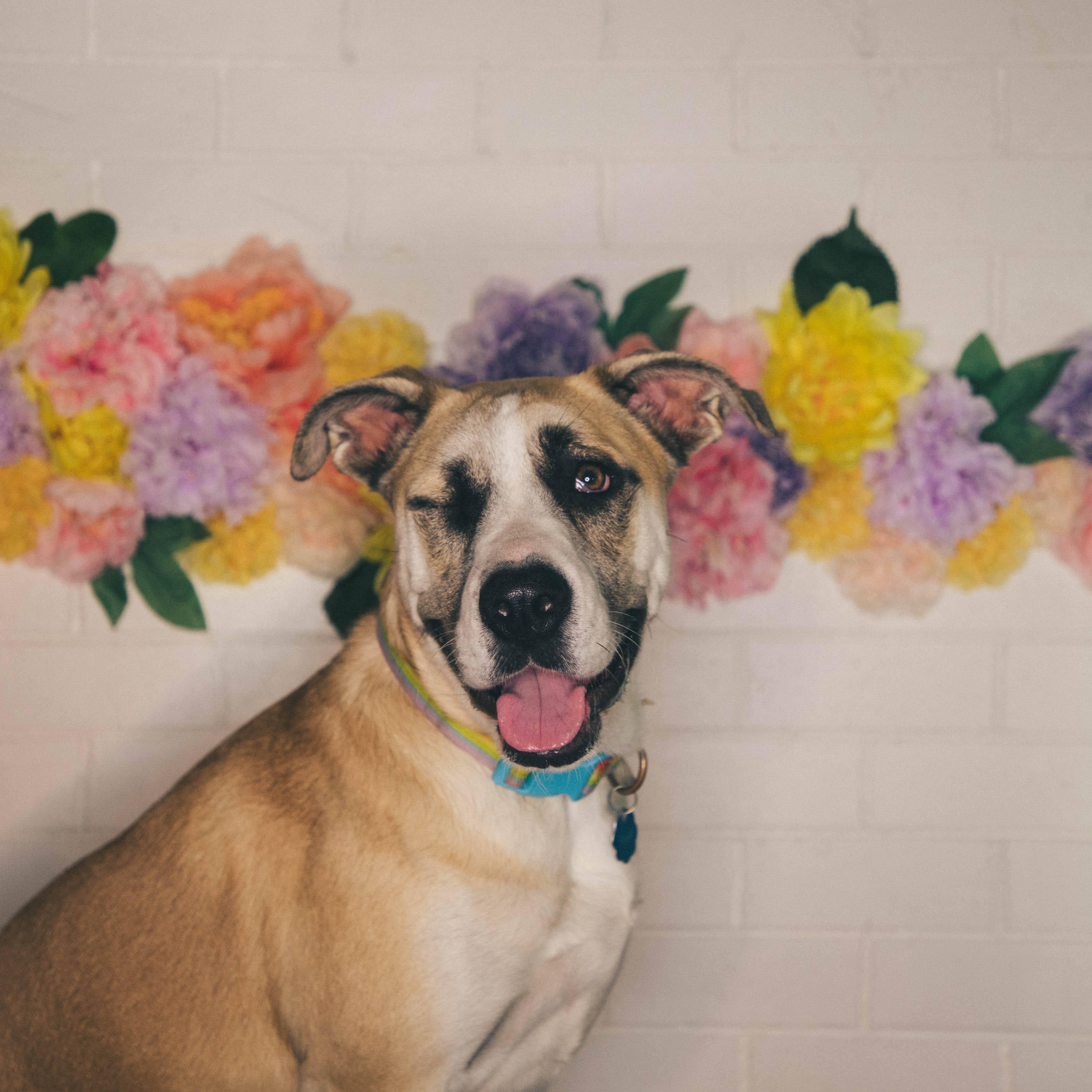 Dog for adoption - Bailey, an Anatolian Shepherd & Great Dane Mix in ...