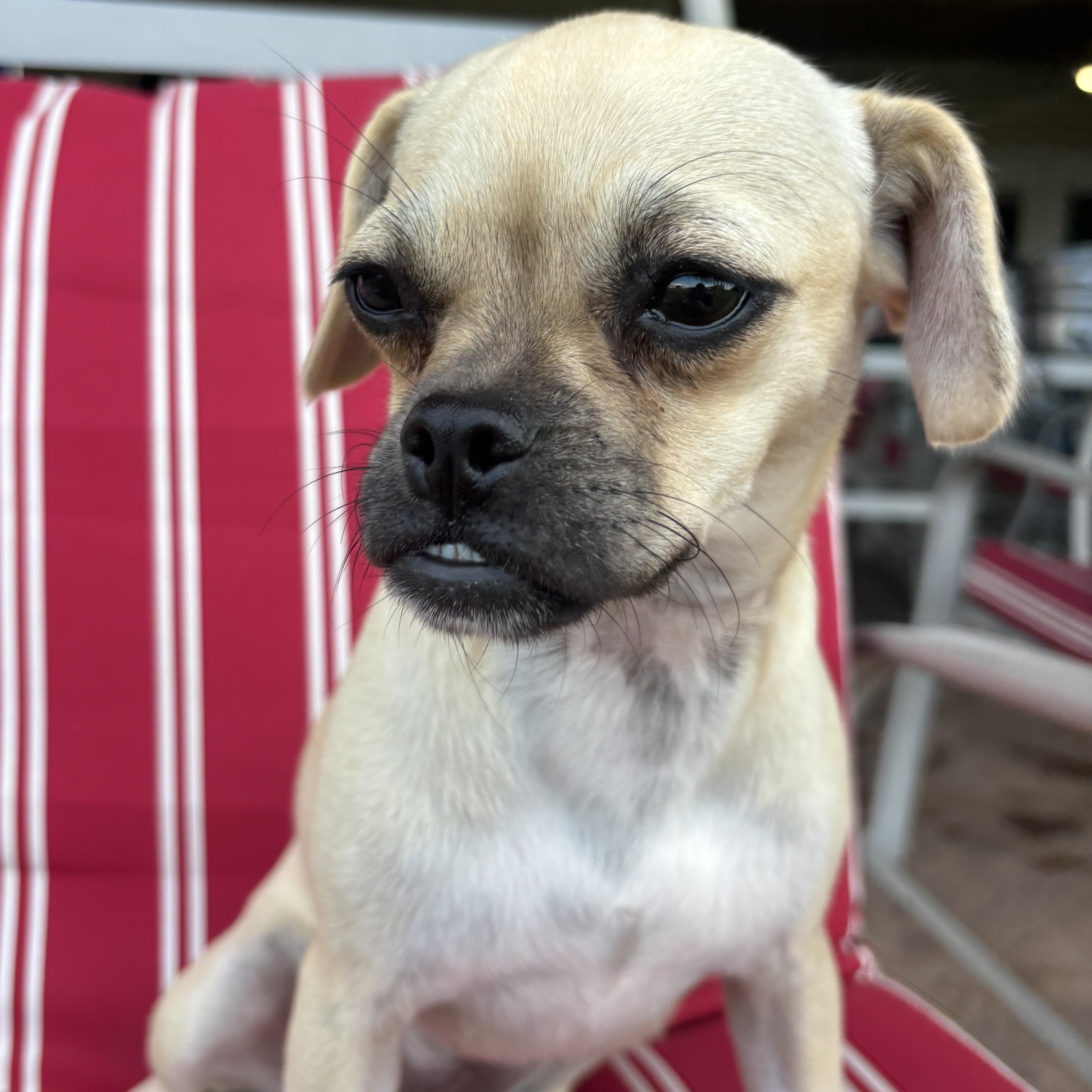 Dog for adoption - Juliet, a Chug in Port Chester, NY | Petfinder