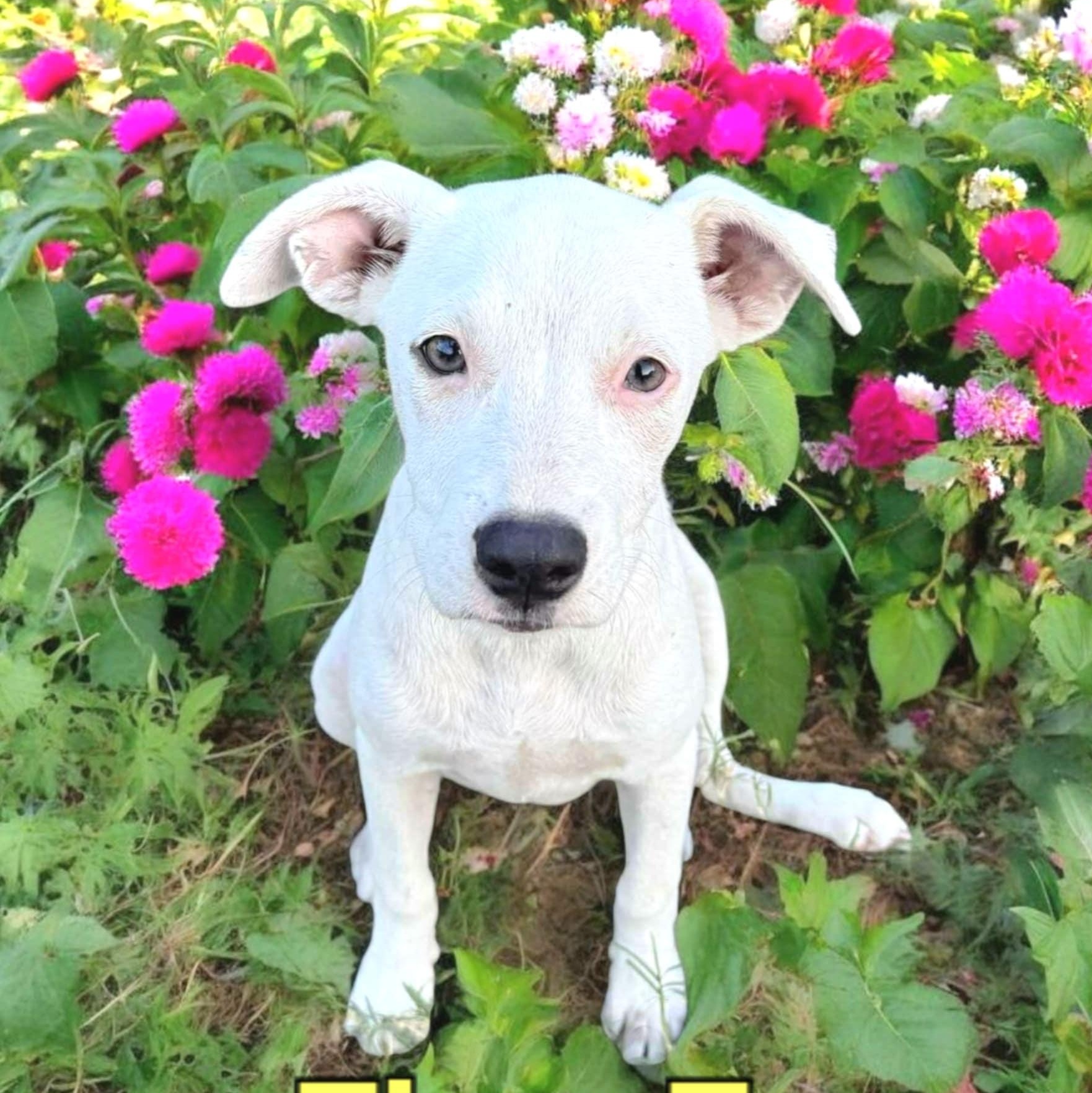 Dog for adoption - Flanny, an American Staffordshire Terrier in Kent ...