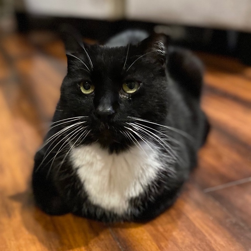 Cat for adoption - Landon , a Domestic Short Hair in Philadelphia, PA ...