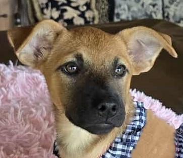 Dog for adoption - Penny, a Black Mouth Cur & Feist Mix in Redmond, WA ...