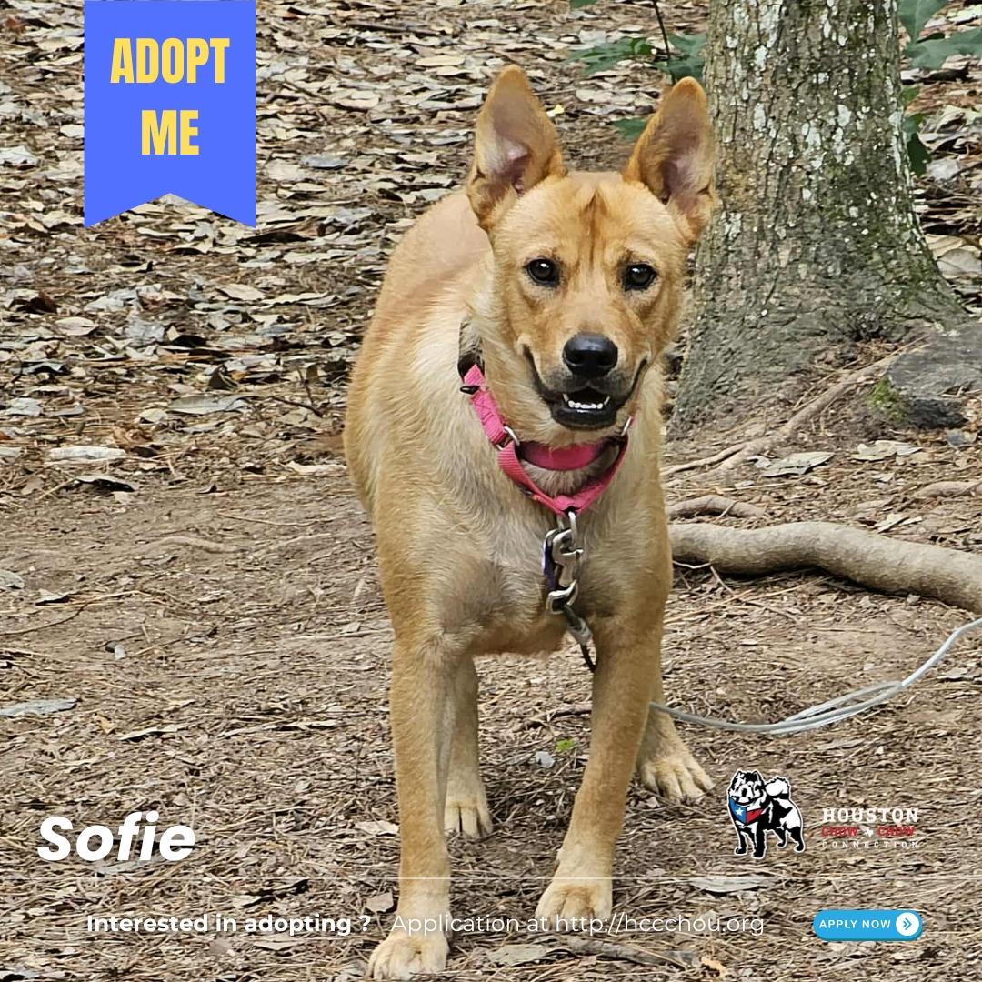 Dog for adoption - Sofie, a Chow Chow & Shepherd Mix in Orlando, FL | Petfinder