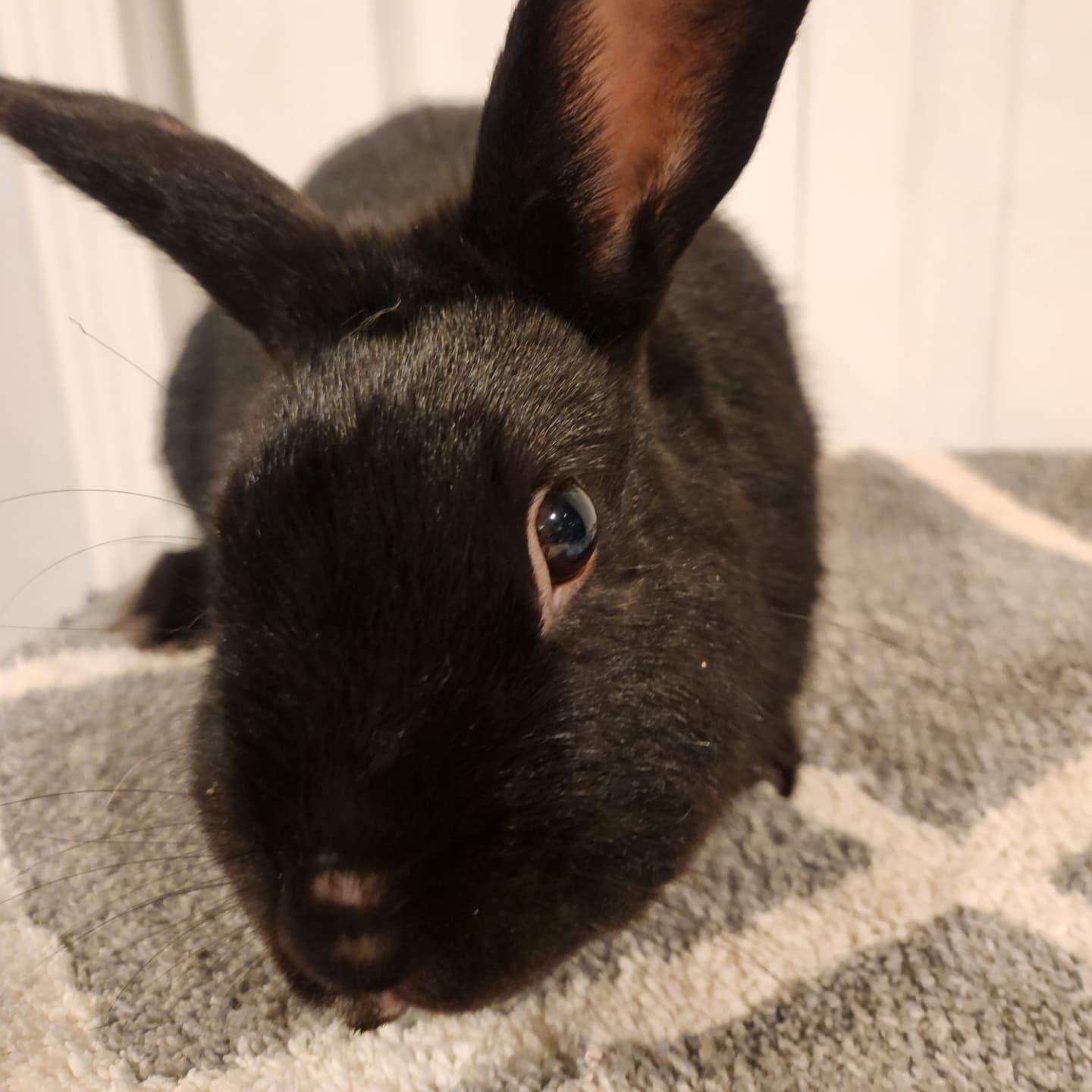Rabbit for adoption - Oscar, a Havana & Dutch Mix in Seymour, CT ...
