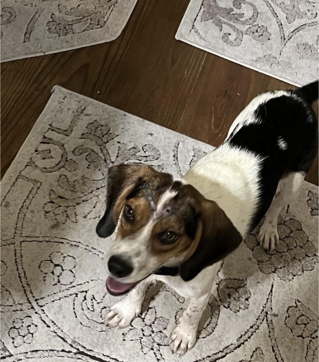 Dog for adoption - Barney Beagle- 25 lbs of Beagle Love, Coming Your ...