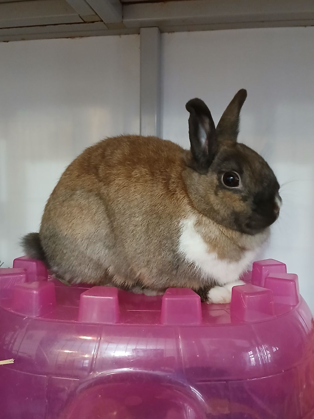 Rabbit for adoption - Mermaid, a Dutch in Chicago, IL | Petfinder
