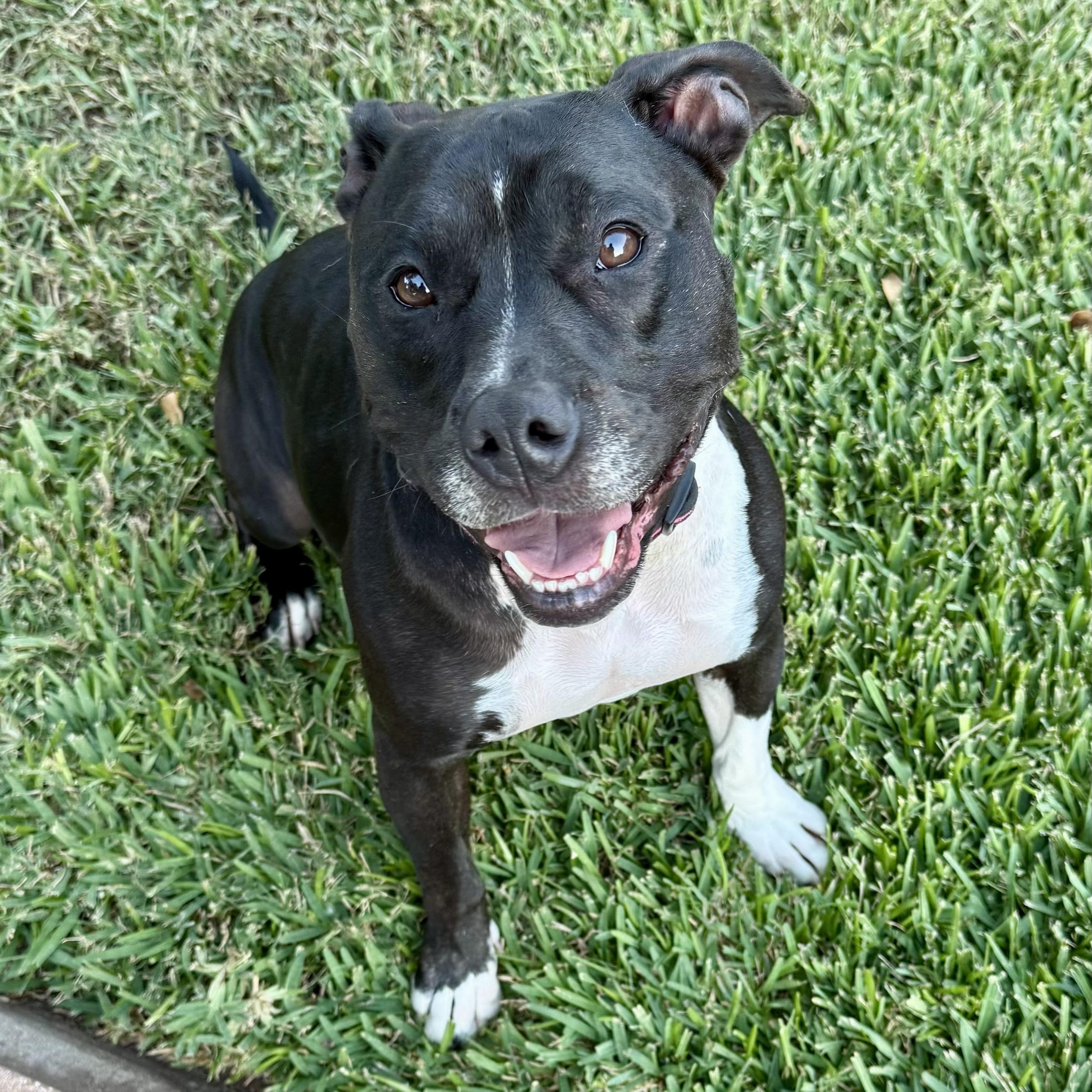 Dog for adoption - Dobby, an American Staffordshire Terrier Mix in ...
